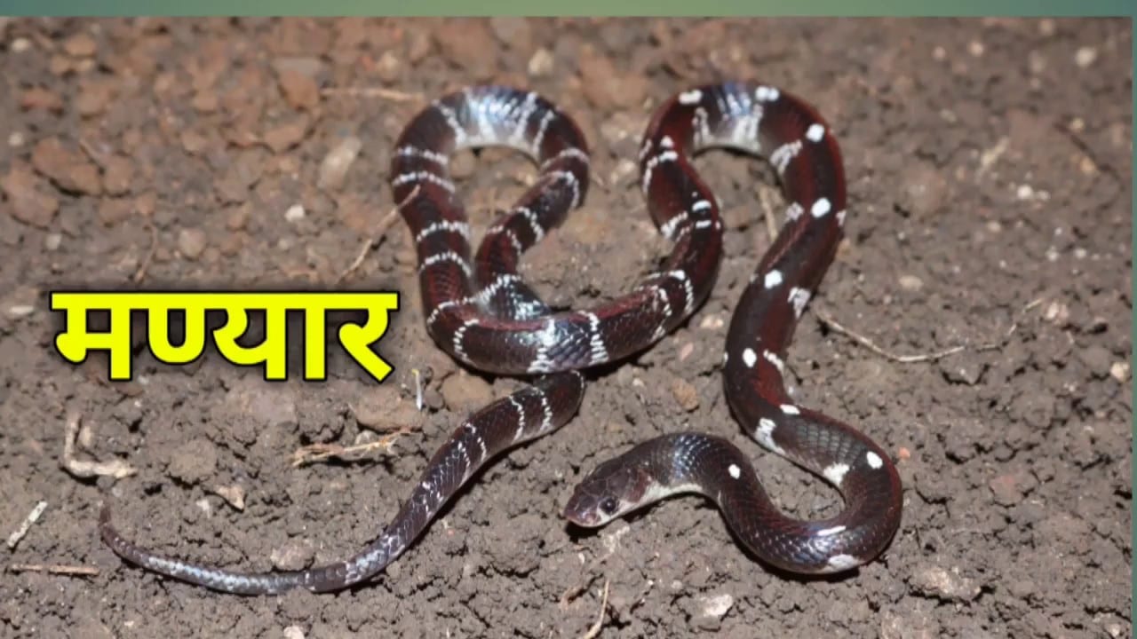 दो युवकों की सांप के काटने से मौत - Mandal News